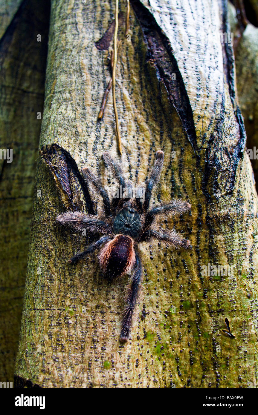 Trunk of a tree in tropical rainforest hi-res stock photography and ...
