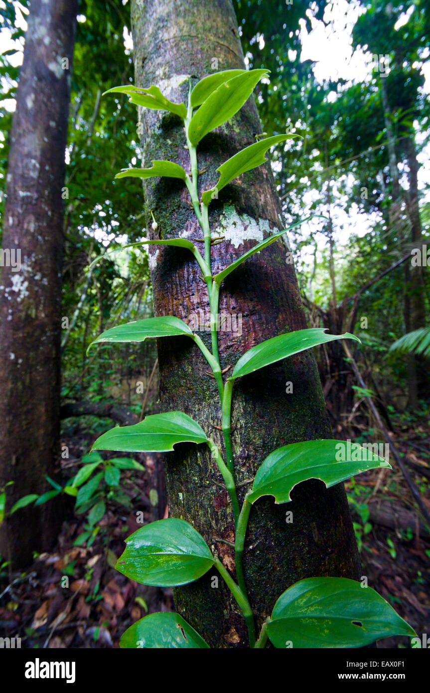 A vine with radiating leaves climbing a tree trunk towards the ...