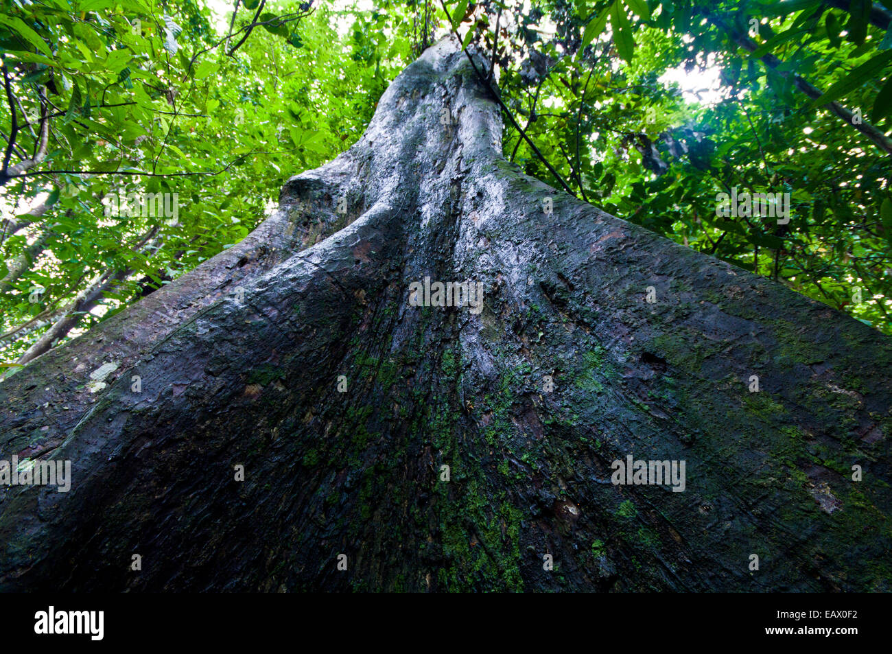 Canopy forest low angle moss hi-res stock photography and images - Alamy