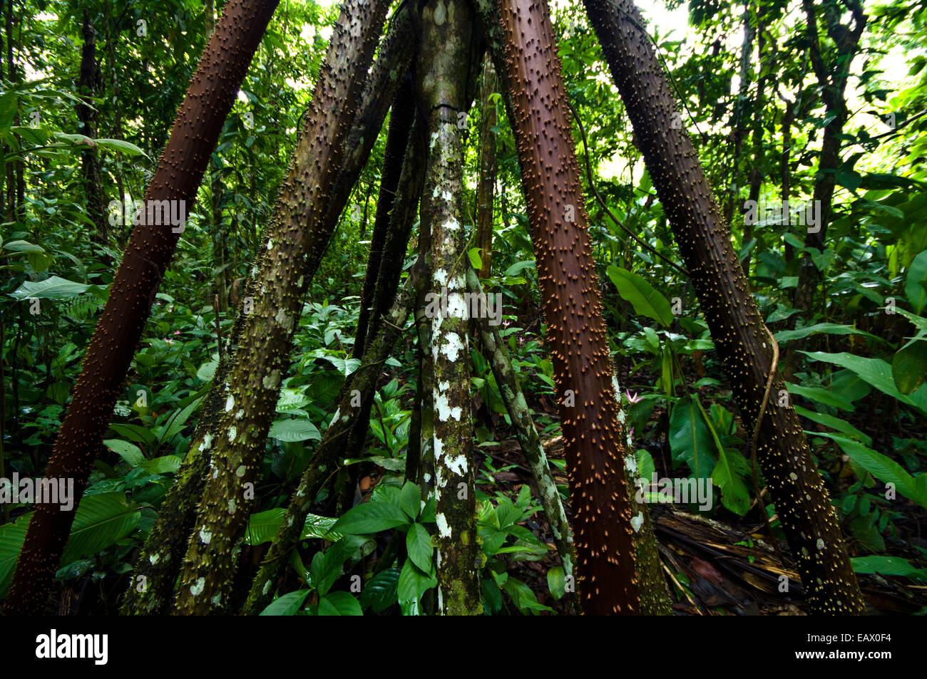 Large sharp spines protect the stilt roots of a walking palm from ...