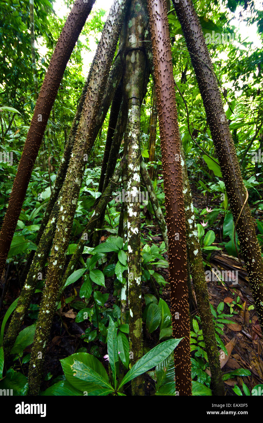 Large sharp spines protect the stilt roots of a walking palm from ...
