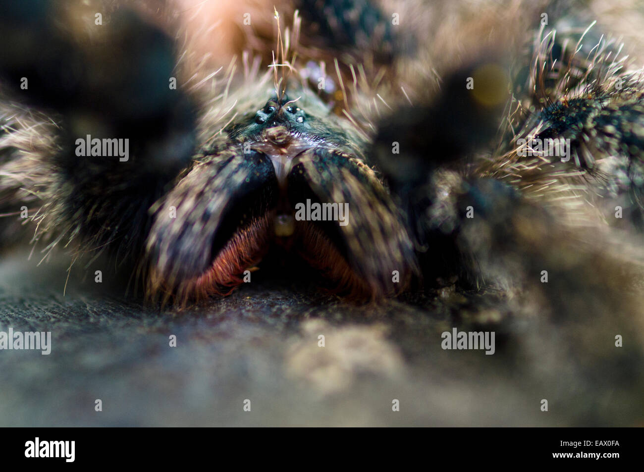 Menacing eyes and chelicerae of a rose-haired tarantula peering through ...