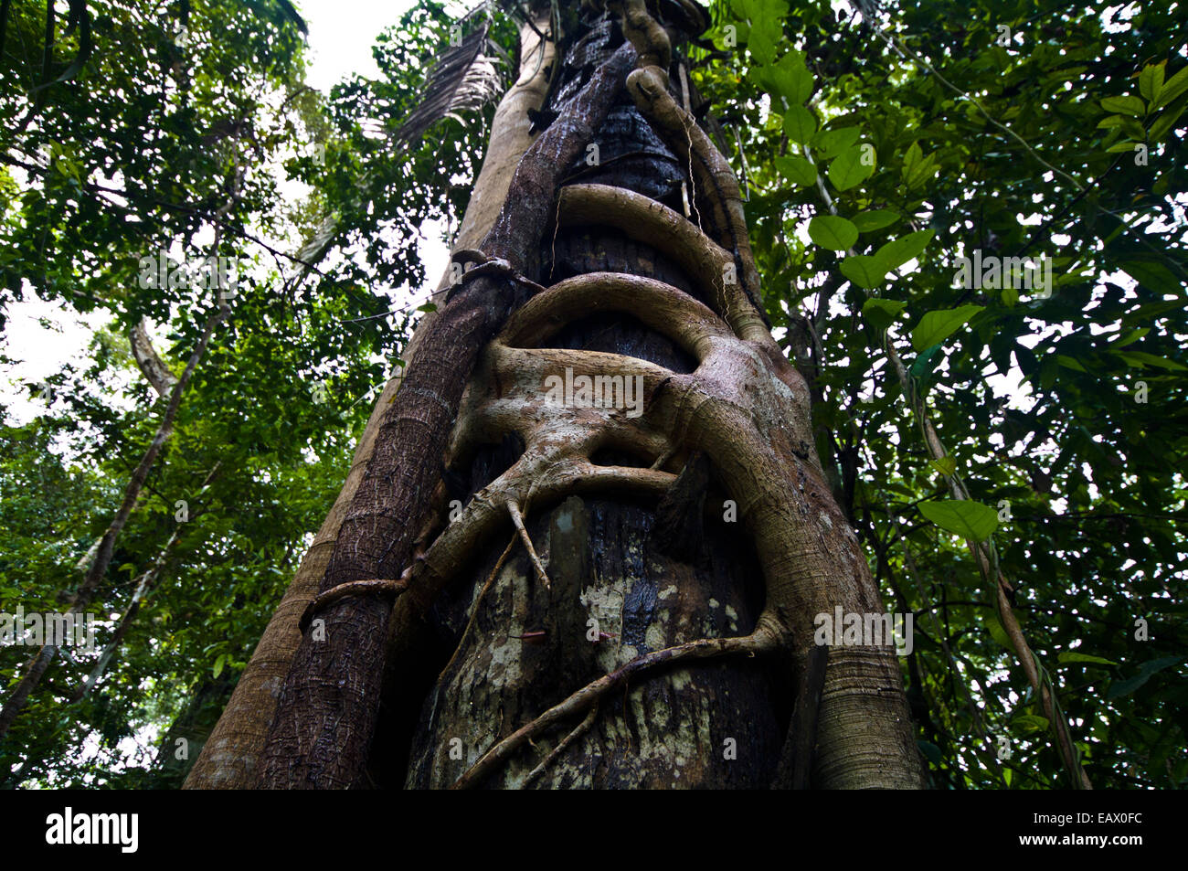 Giant bearded fig ficus hi-res stock photography and images - Alamy
