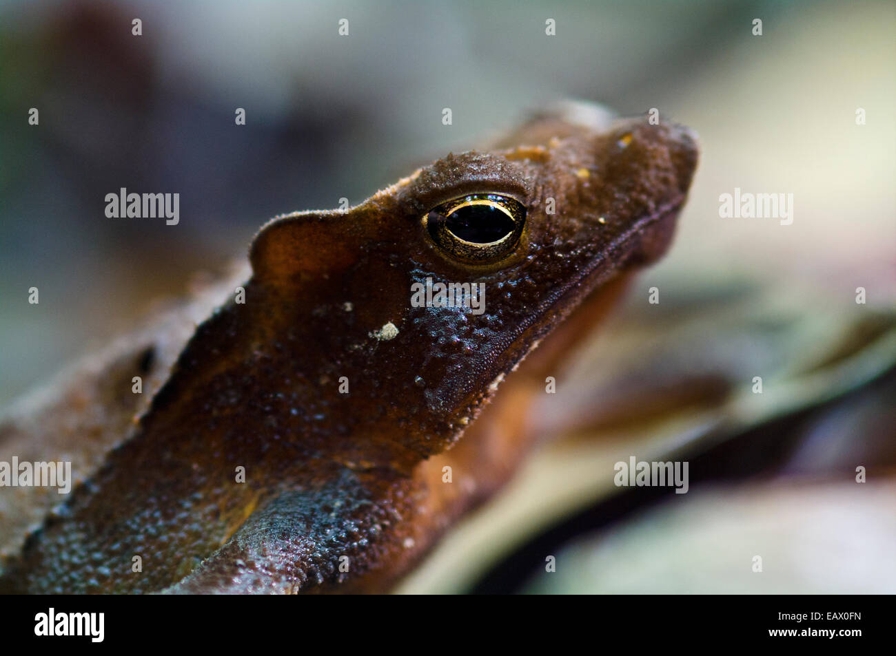 Toad side view hi-res stock photography and images - Alamy