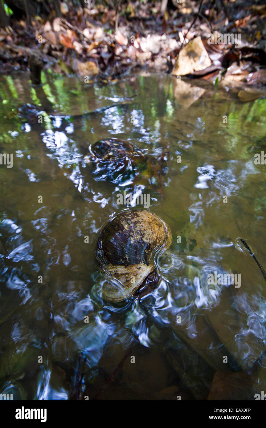 Spike-topped apple snails in a freshwater stream in the Amazon ...