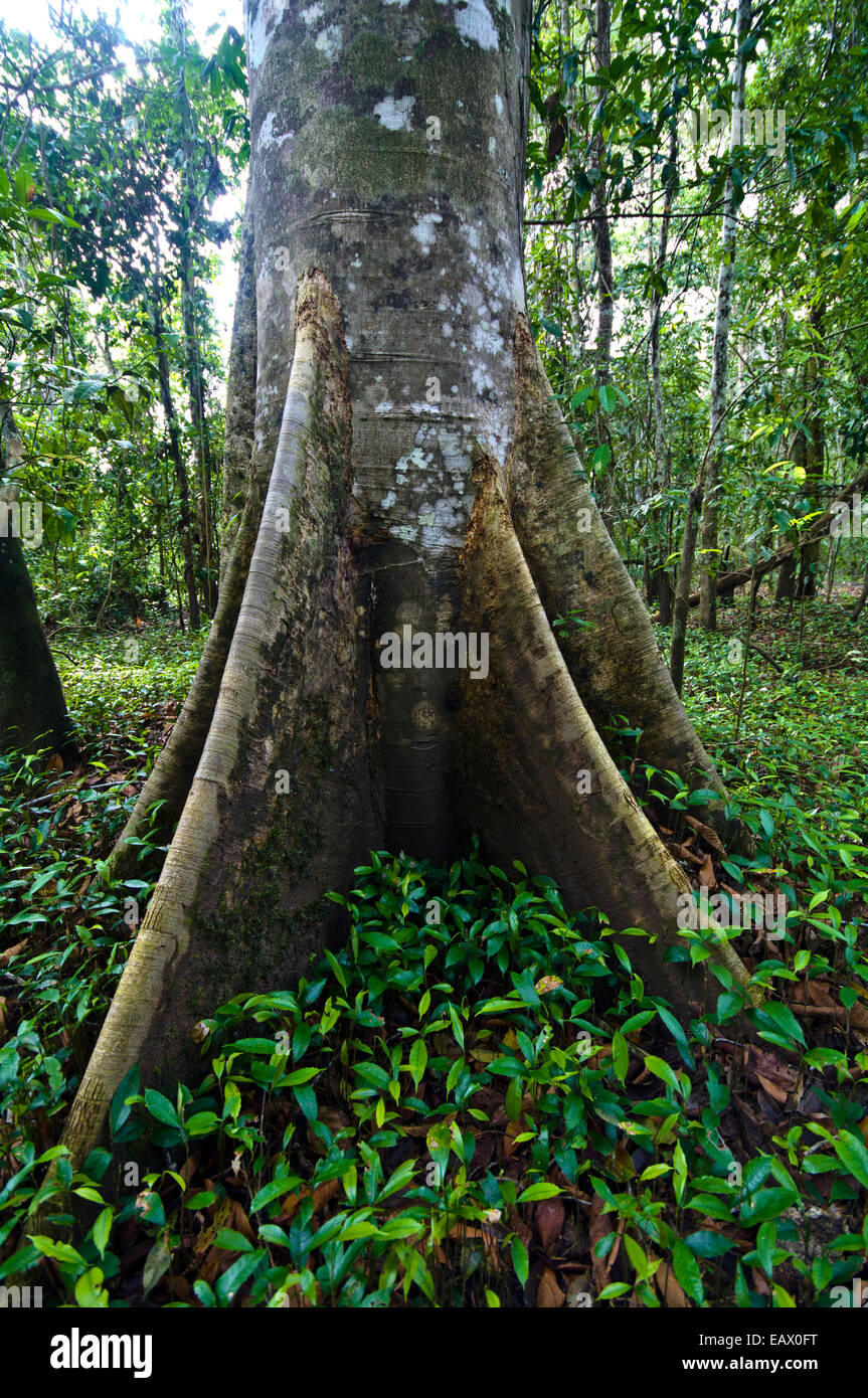 Buttress roots support a large moss-covered tree trunk in a clearing in ...