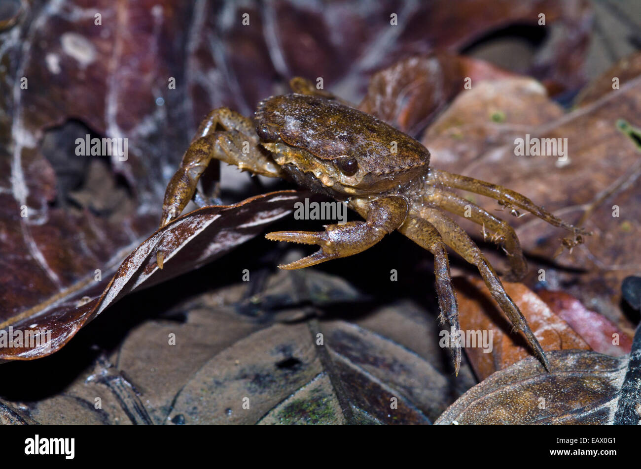 Crabs In The Amazon Rainforest
