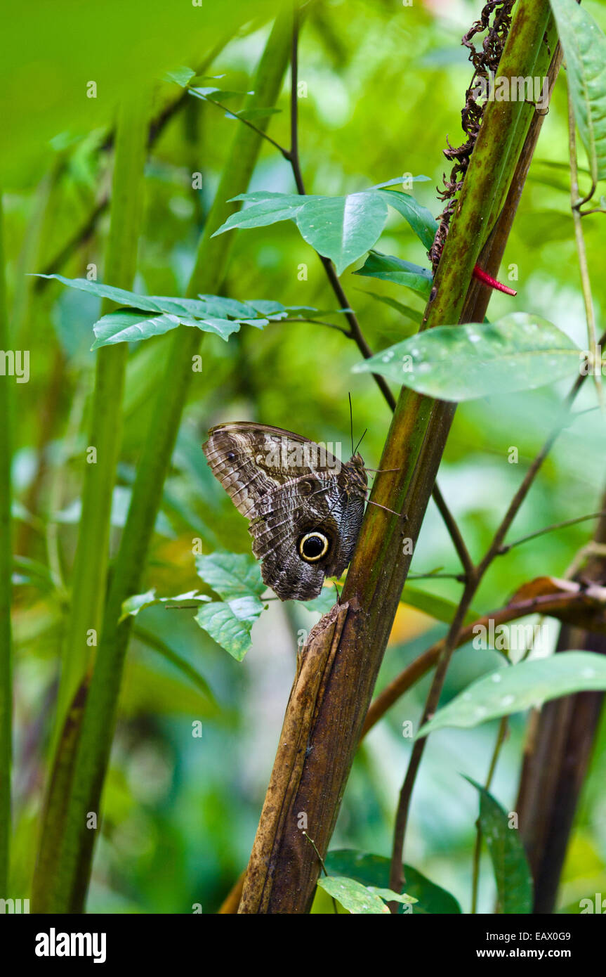 Amazon rainforest understory hi-res stock photography and images - Alamy