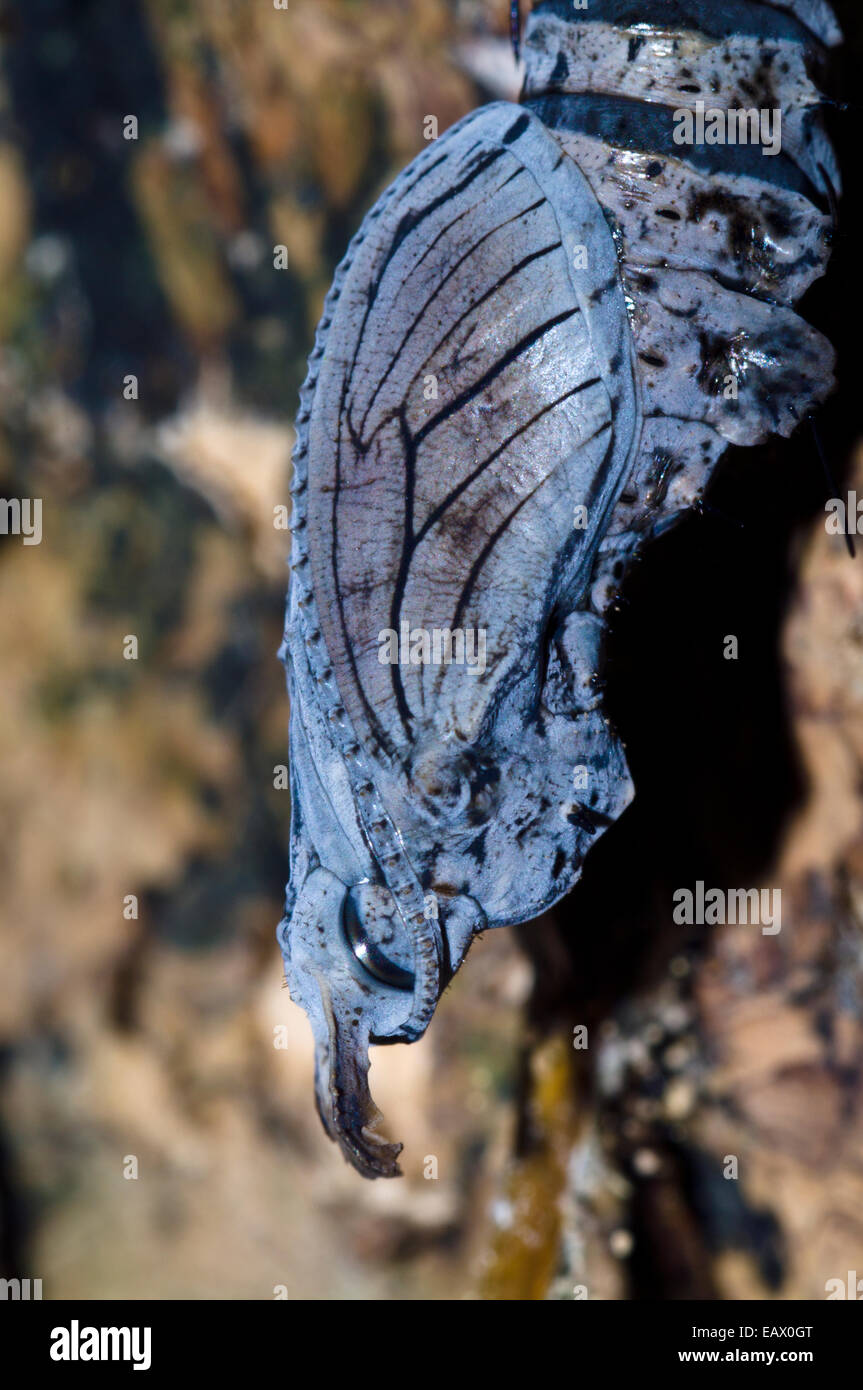 A butterfly pupa emerges from inside an alien looking chrysalis in the ...