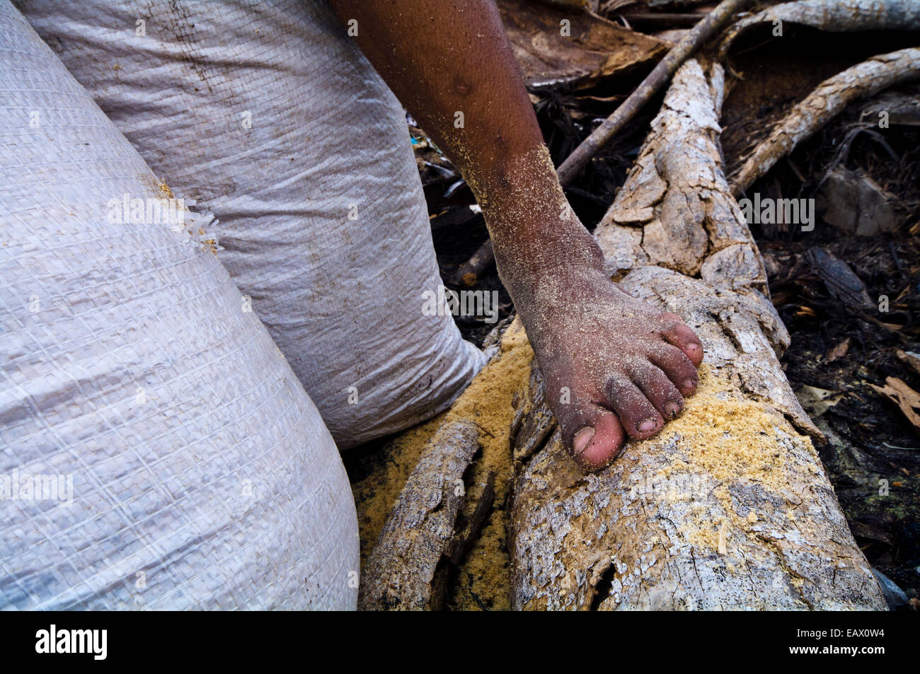 The foot of a boy collecting sawdust waste in plastic bags to spread on ...