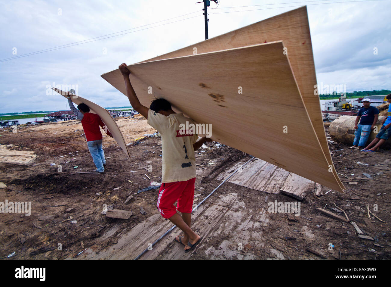 Men carry timber sheets cut from large rainforest trees Stock Photo - Alamy