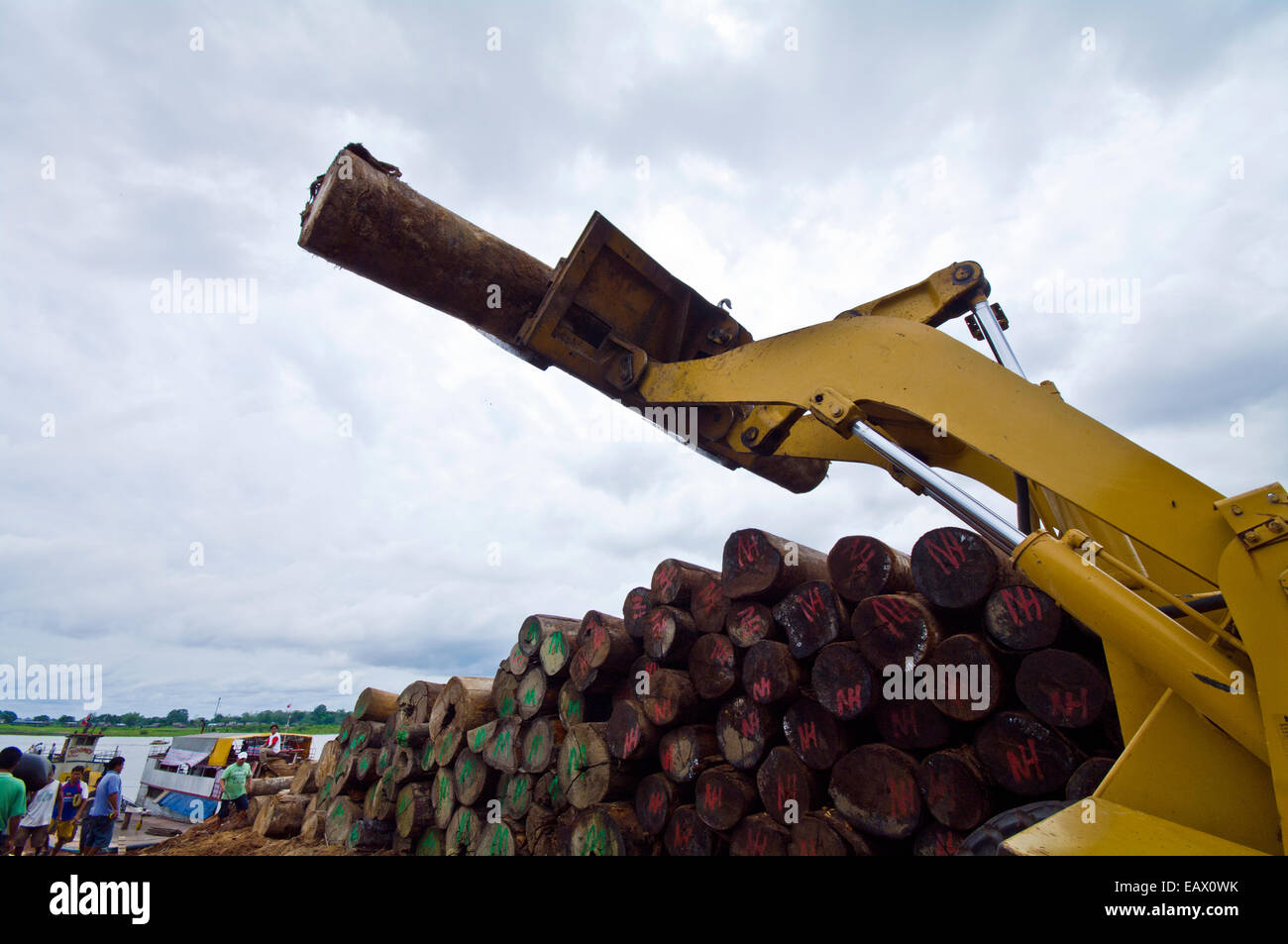 A telehandler stacking logs from rainforest trees into a pile for ...