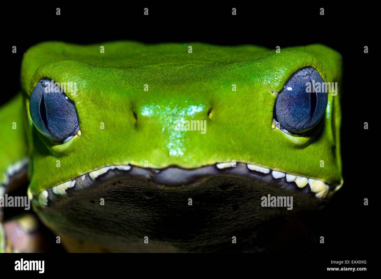 Veins in the purple-blue eyes of a bright green Giant Leaf Frog hunting ...