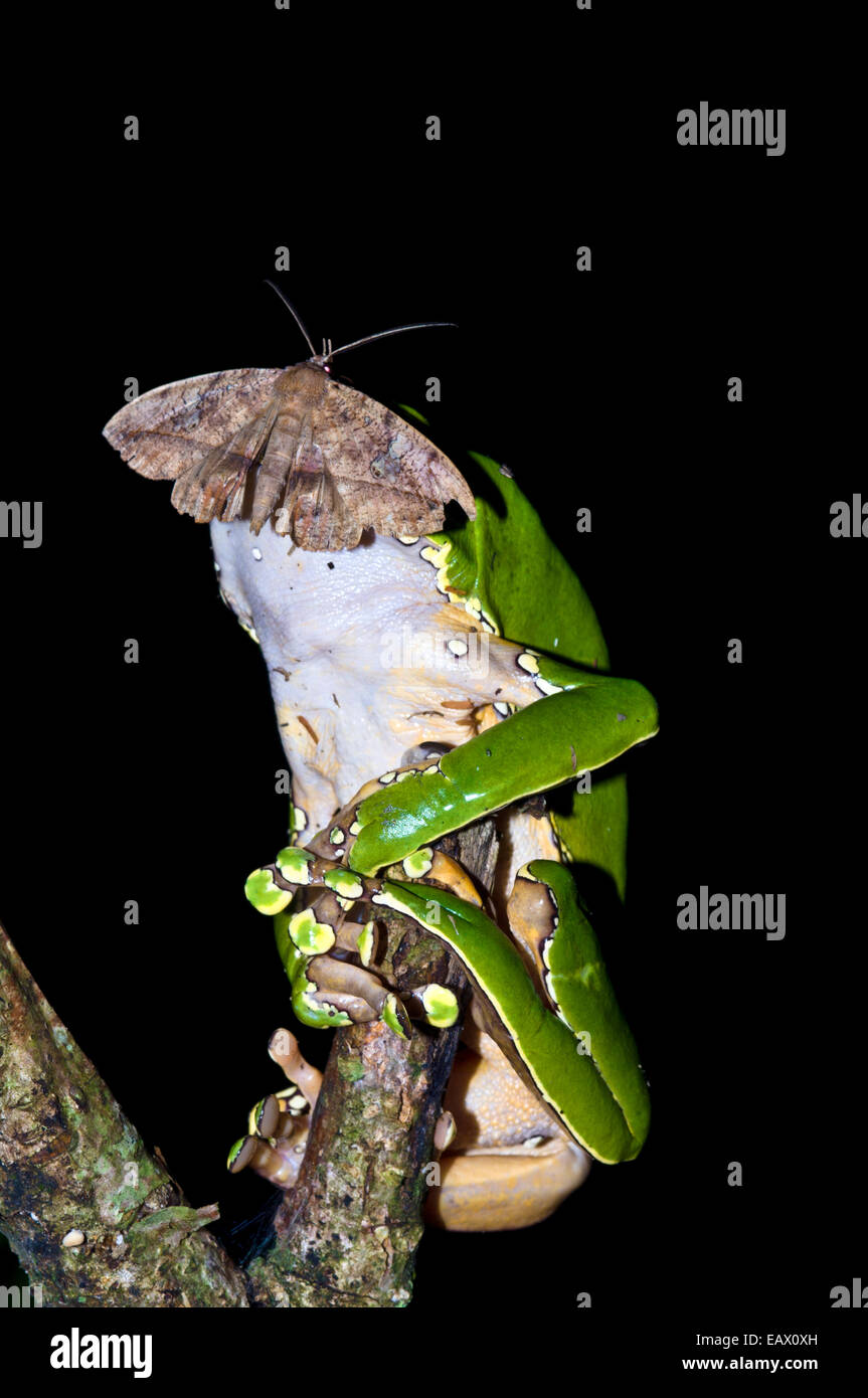 A moth lapping minerals from the skin of a Giant Leaf Frog in the ...