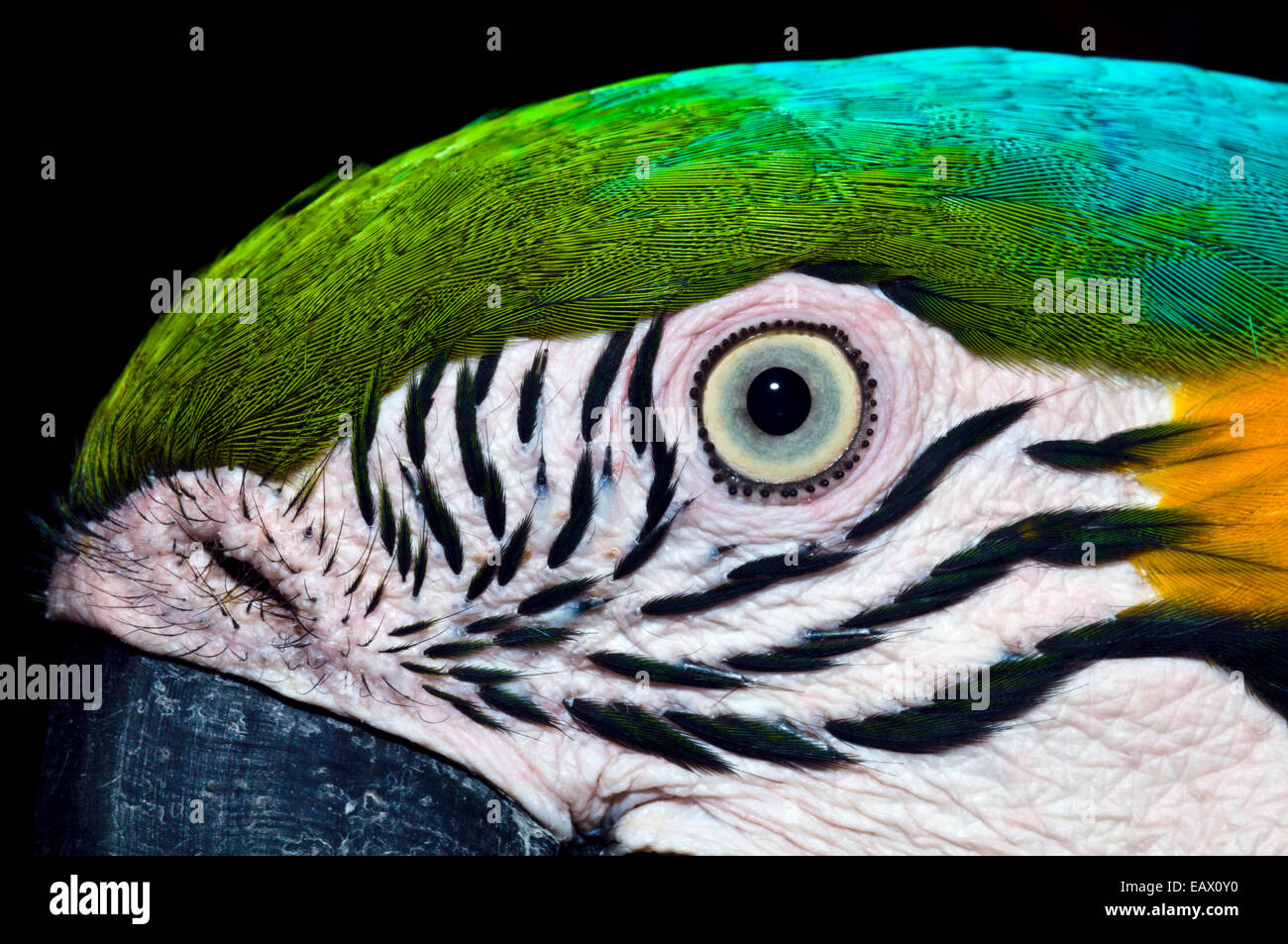 Vivid turquoise High Resolution Stock Photography and Images - Alamy