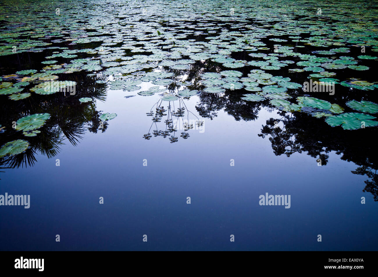 A rainforest canopy reflected in the calm surface of a wetland filled ...