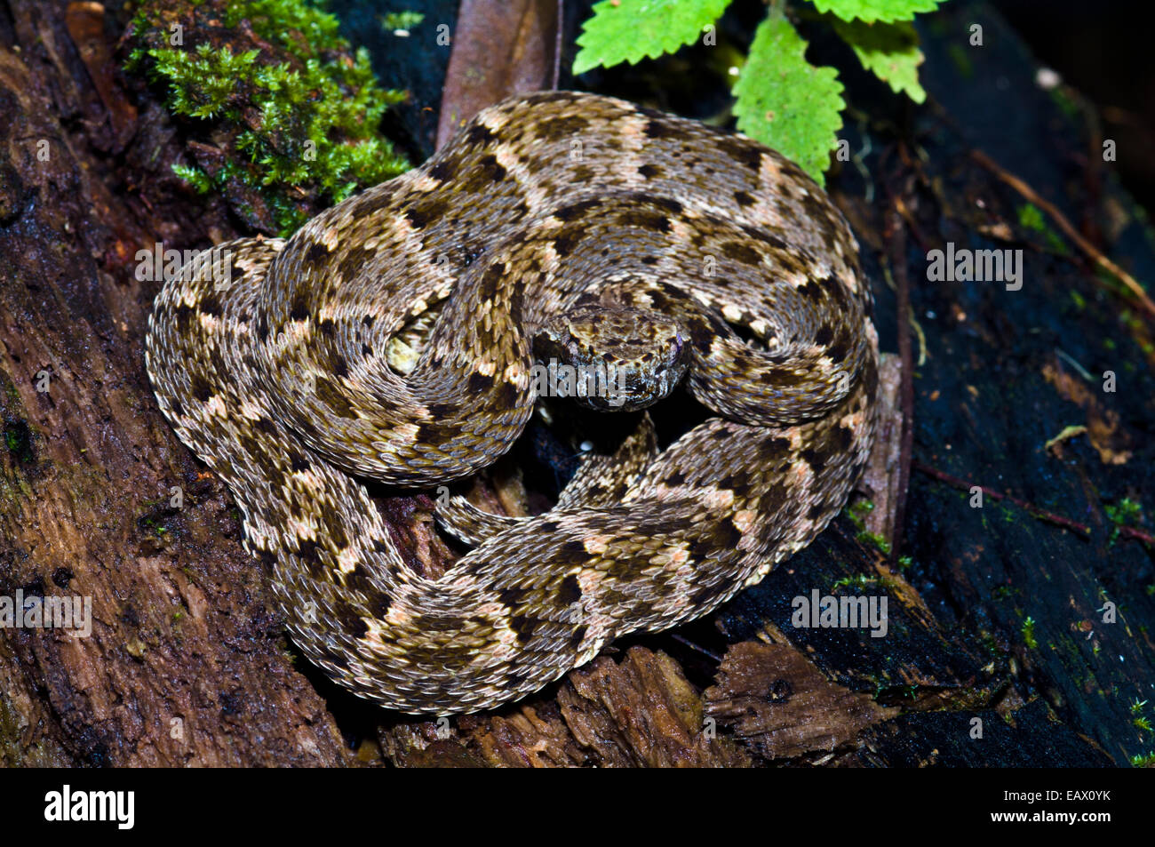 Fer De Lance Snake Fangs