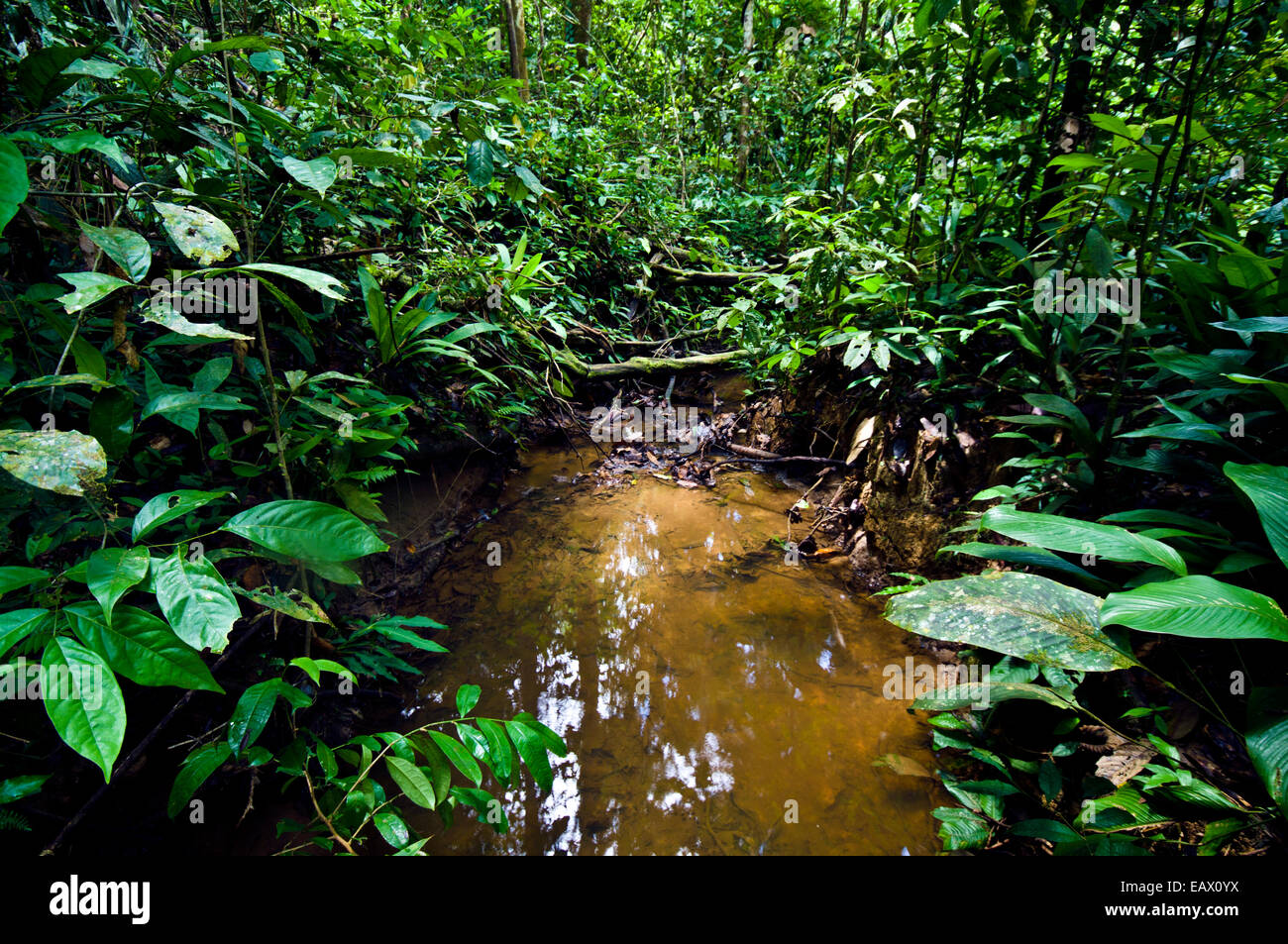 A freshwater stream running through dense pristine rainforest in the ...