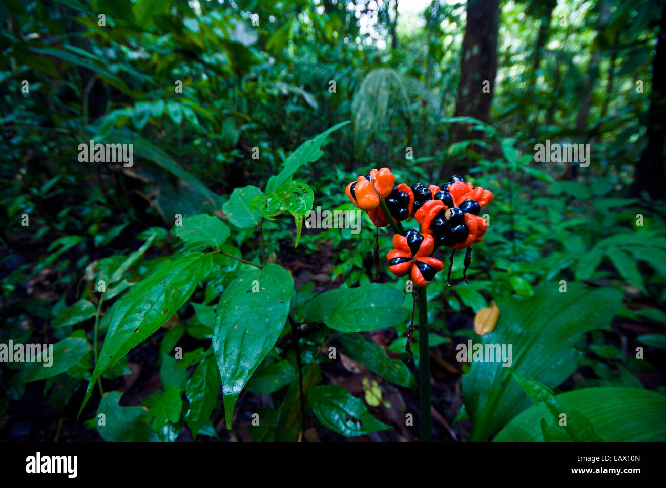 Pacaya fruit hi-res stock photography and images - Alamy