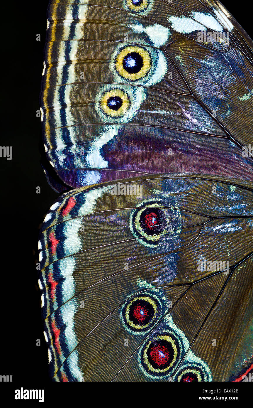 Giant blue morpho butterfly hi-res stock photography and images - Alamy