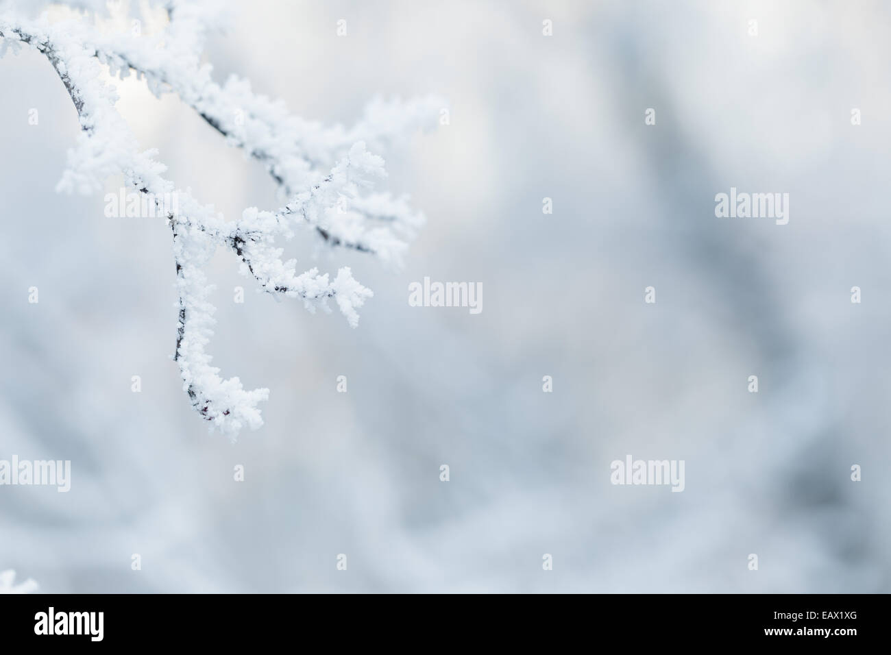 rime covered branches of tree in winter, closeup photo Stock Photo - Alamy