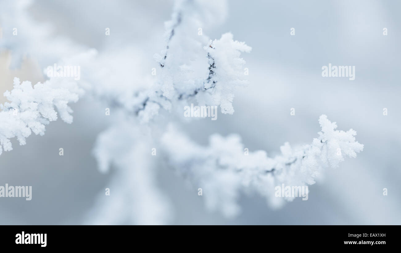 rime covered branches of tree in winter, closeup photo Stock Photo - Alamy