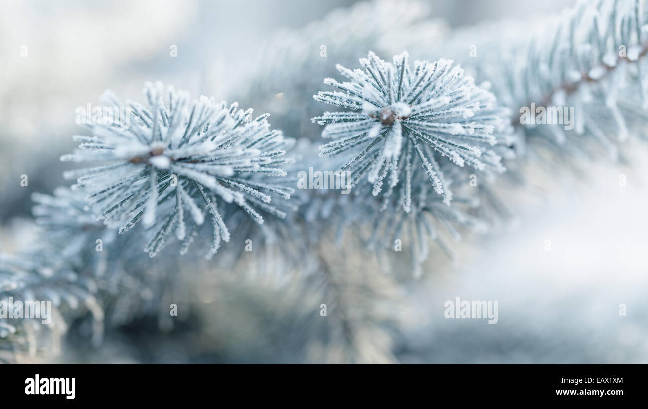 frosty fir twigs in winter covered with rime, closeup photo Stock Photo ...