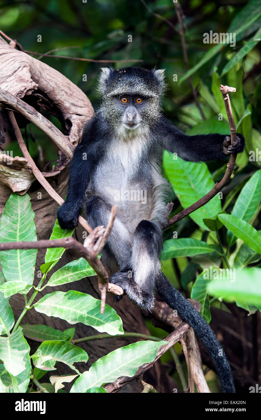 A curious Blue Monkey sitting on a branch in an evergreen forest Stock ...