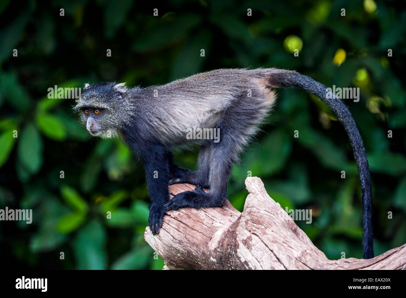 Be aware of monkeys hi-res stock photography and images - Alamy