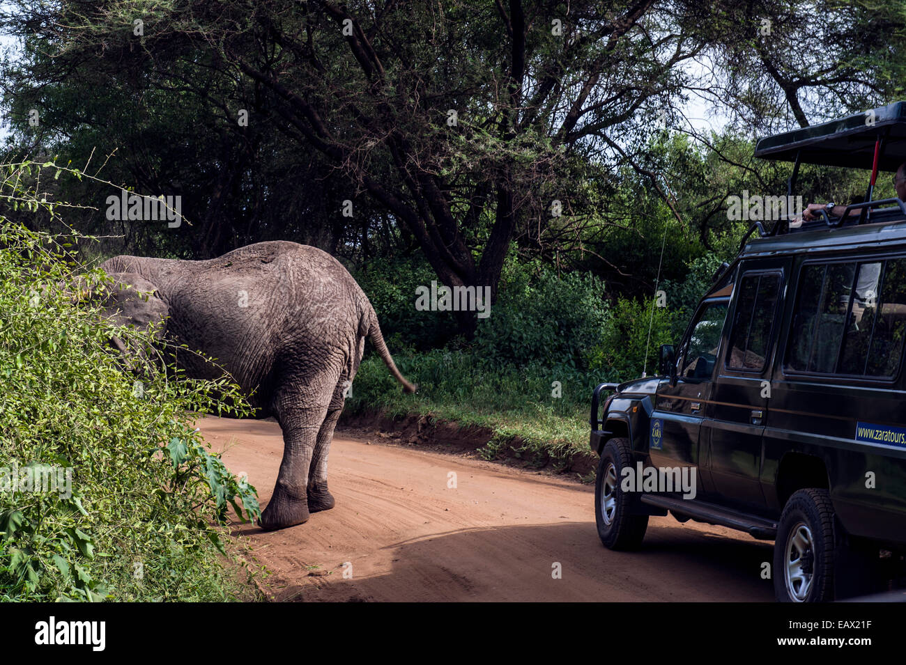 A safari vehicle passes an African Elephant feeding on a bush by the ...