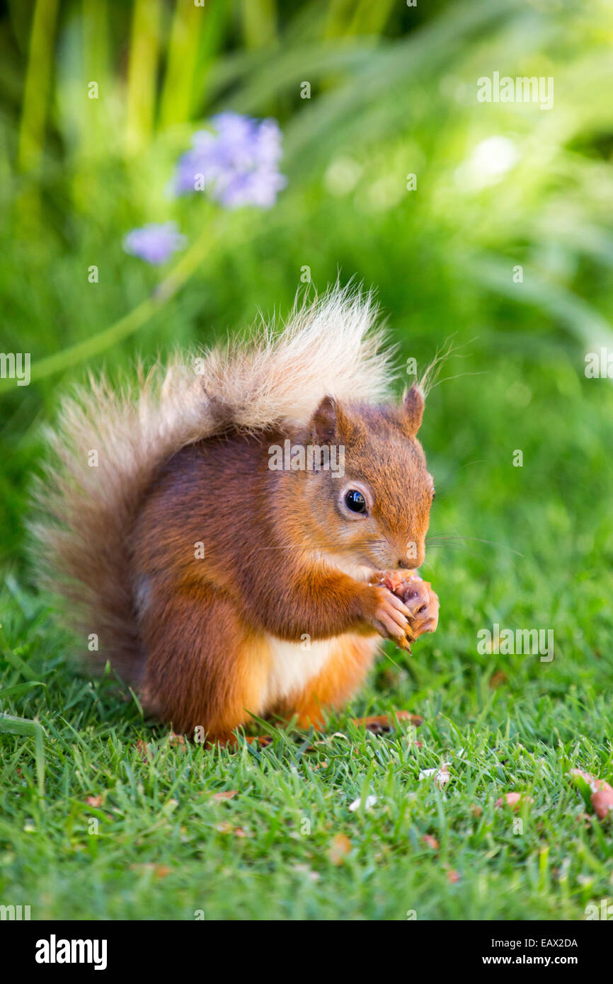Red Squirrels in Haweswater valley, Lake district, UK Stock Photo - Alamy
