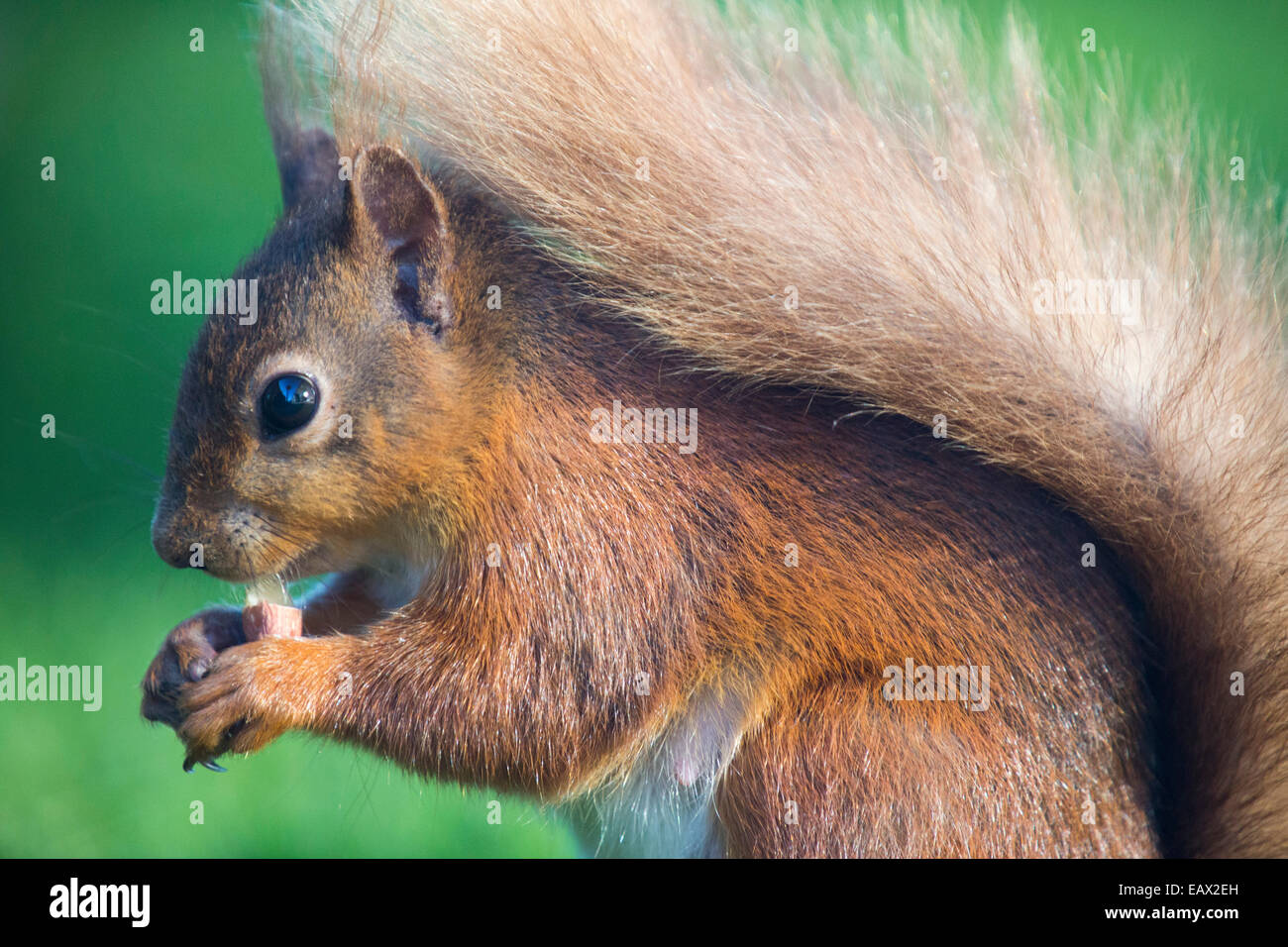 Red Squirrels in Haweswater valley, Lake district, UK Stock Photo - Alamy