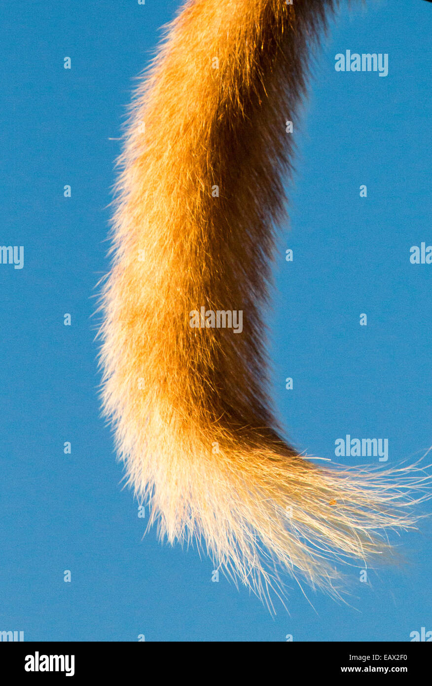 Fluffy tail hi-res stock photography and images - Alamy