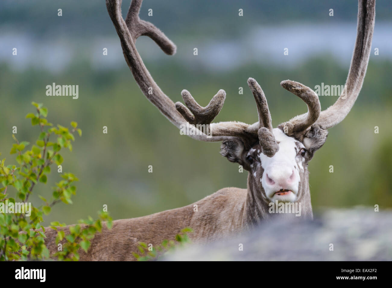 Patch face hi-res stock photography and images - Alamy