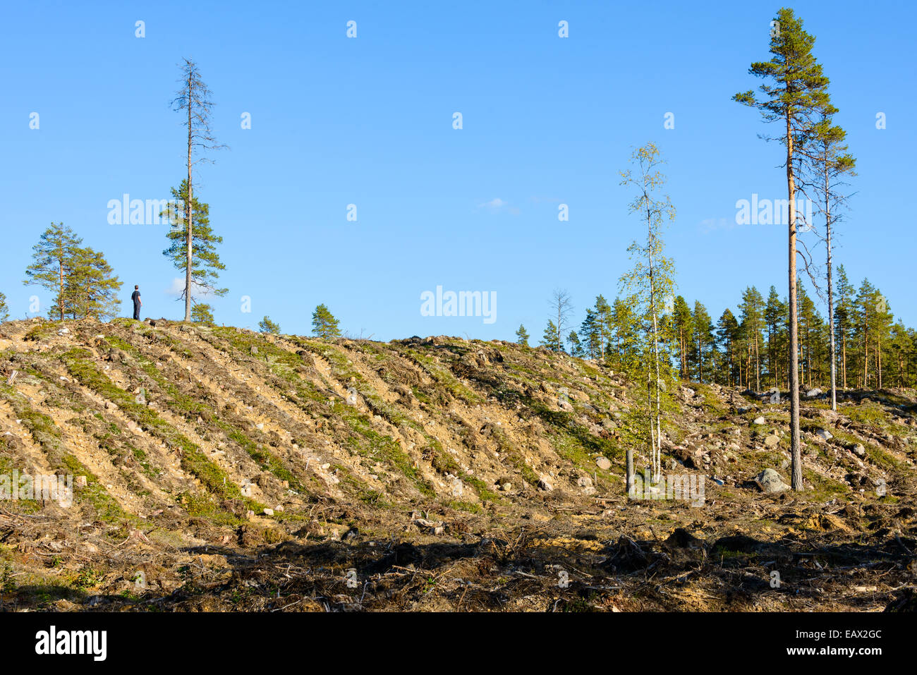 Landscape showing effects of deforestation Stock Photo - Alamy