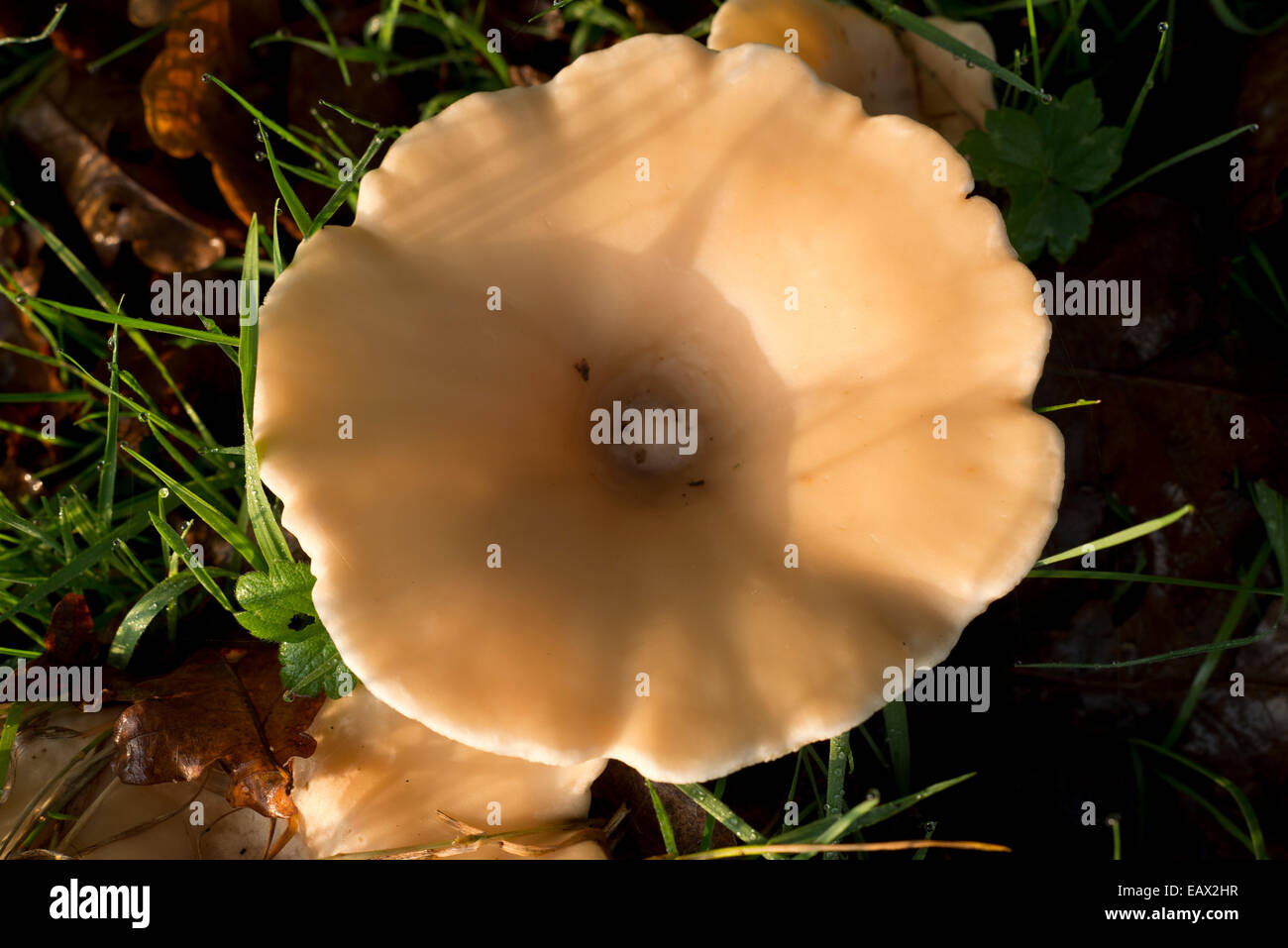 Large mushroom in Autumn Stock Photo - Alamy