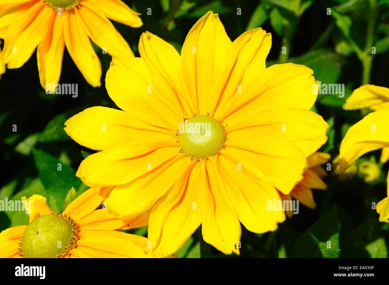 Pretty yellow flowers Stock Photo - Alamy