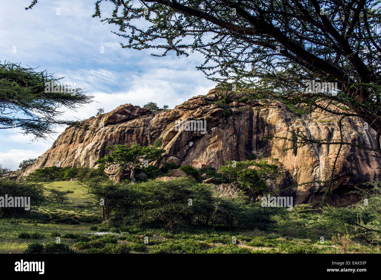 An enormous rock outcrop on the savannah surrounded by a stand of ...