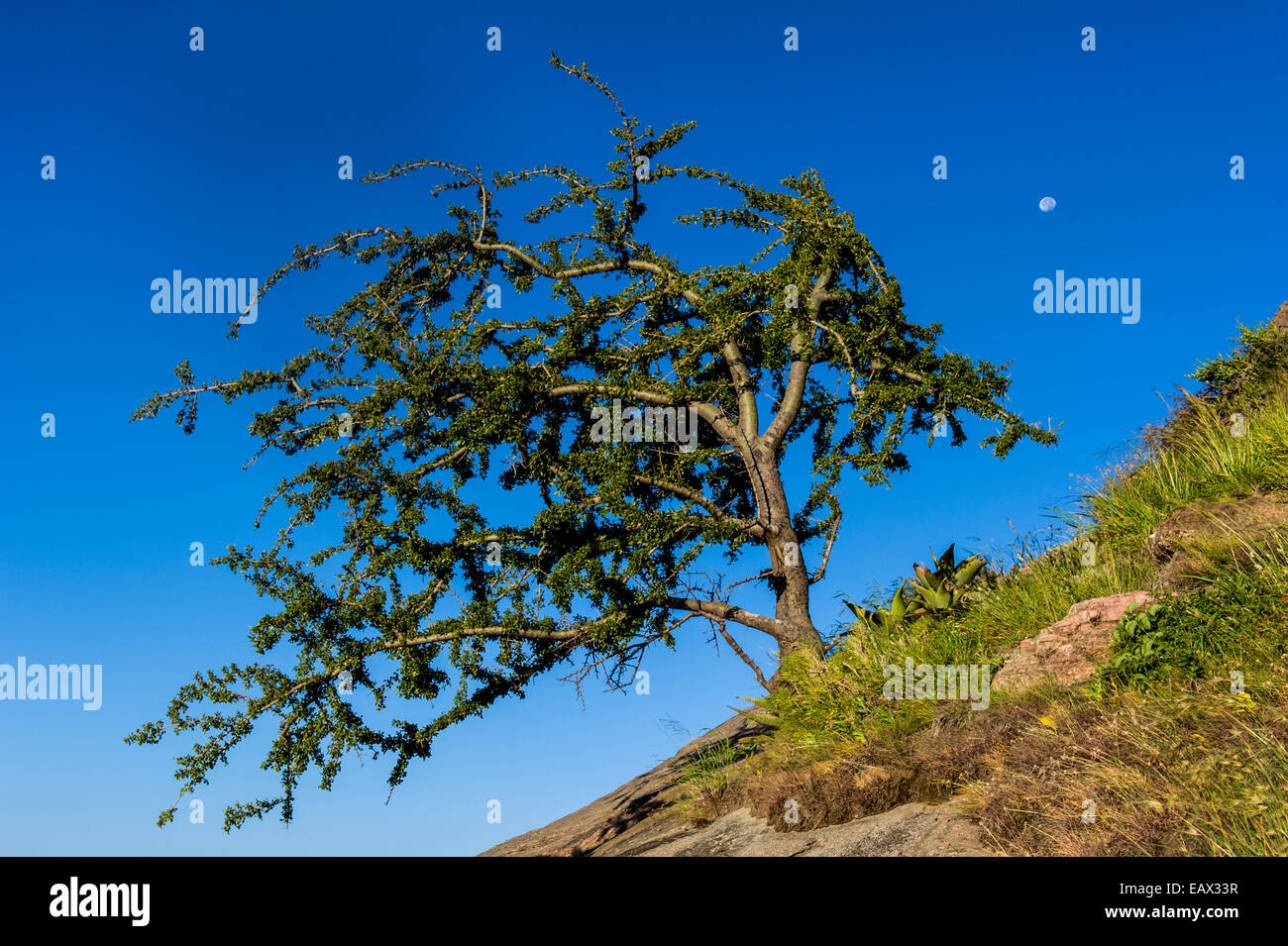 An evergreen tree sprouting from a steep rocky slope in the howling ...