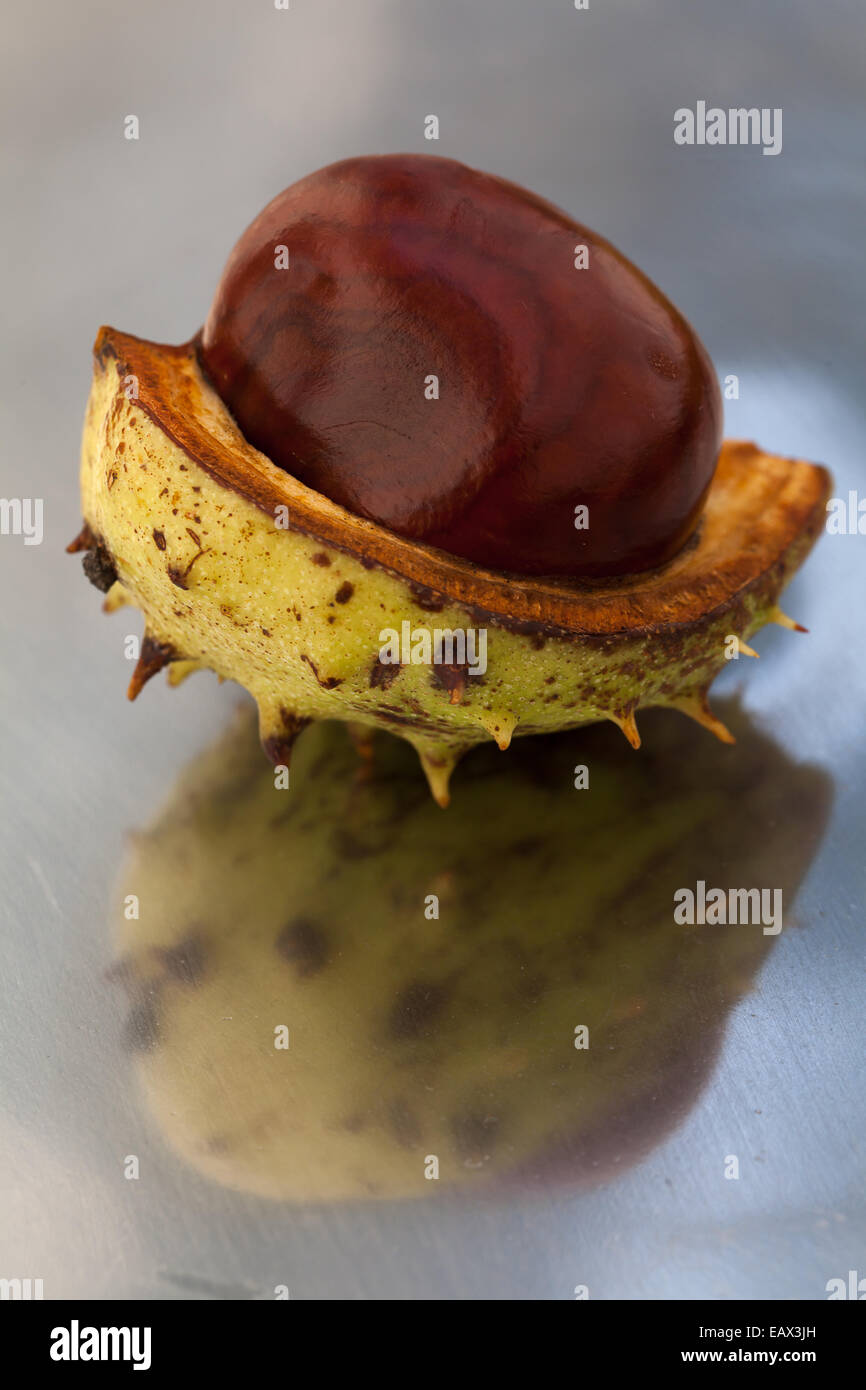 Chestnut shell hi-res stock photography and images - Alamy