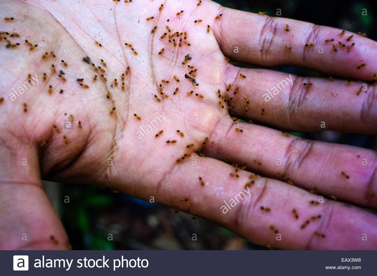 Termites In Rainforest High Resolution Stock Photography and Images - Alamy