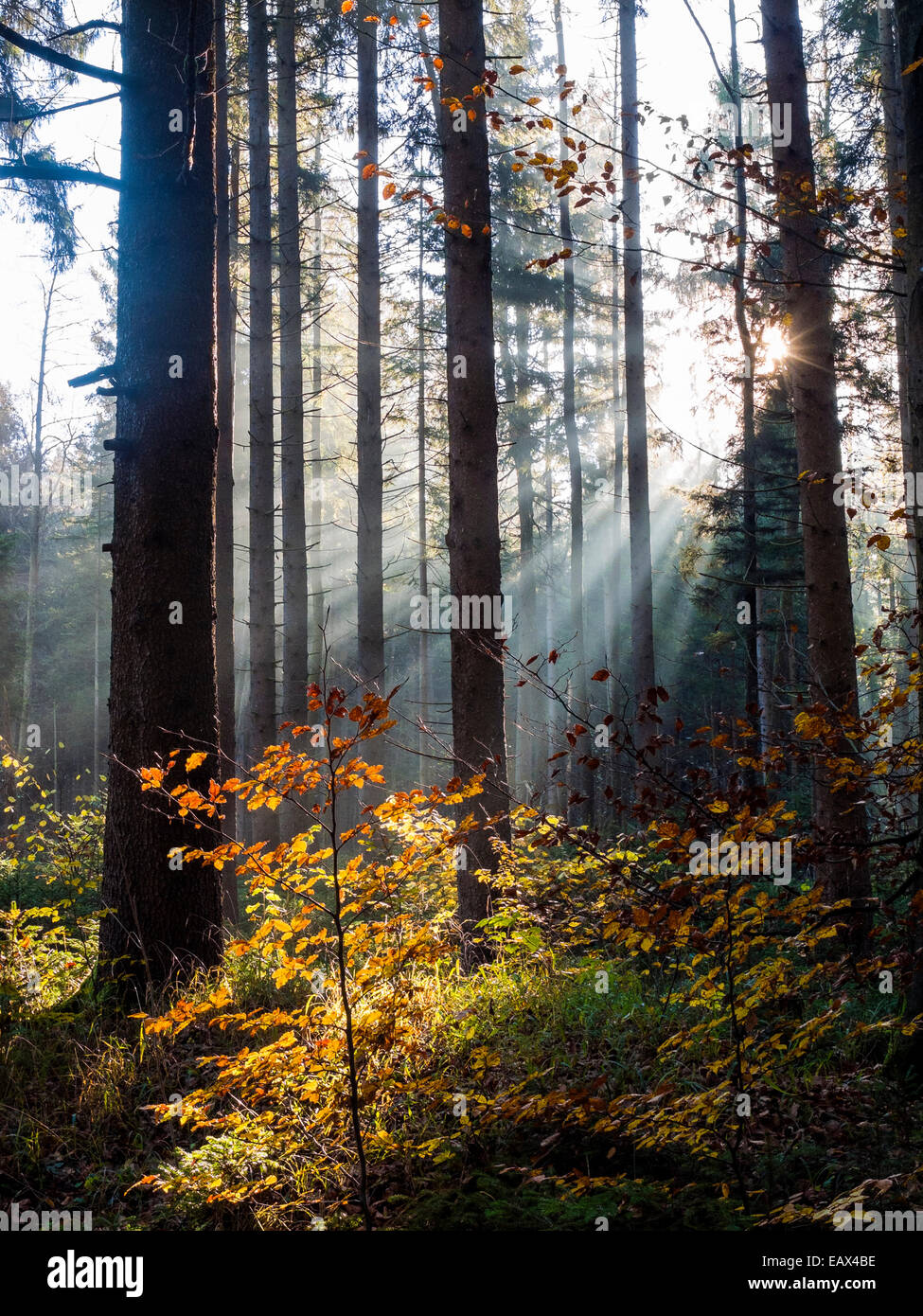 Autumn Forest in Bavaria, Germany Stock Photo - Alamy