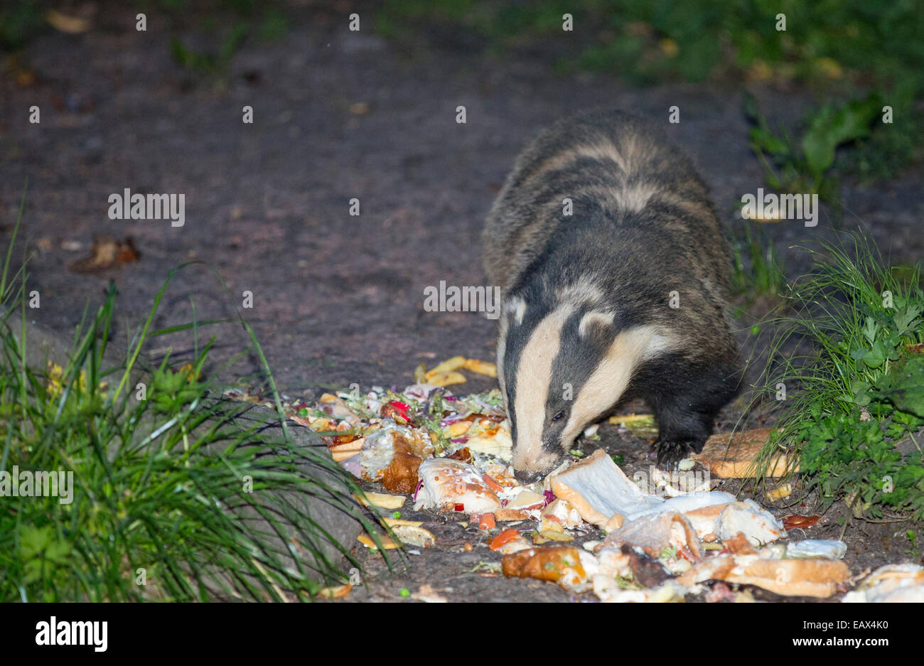 Badgers being fed on food waste from the restaurant of the Badger Bar ...