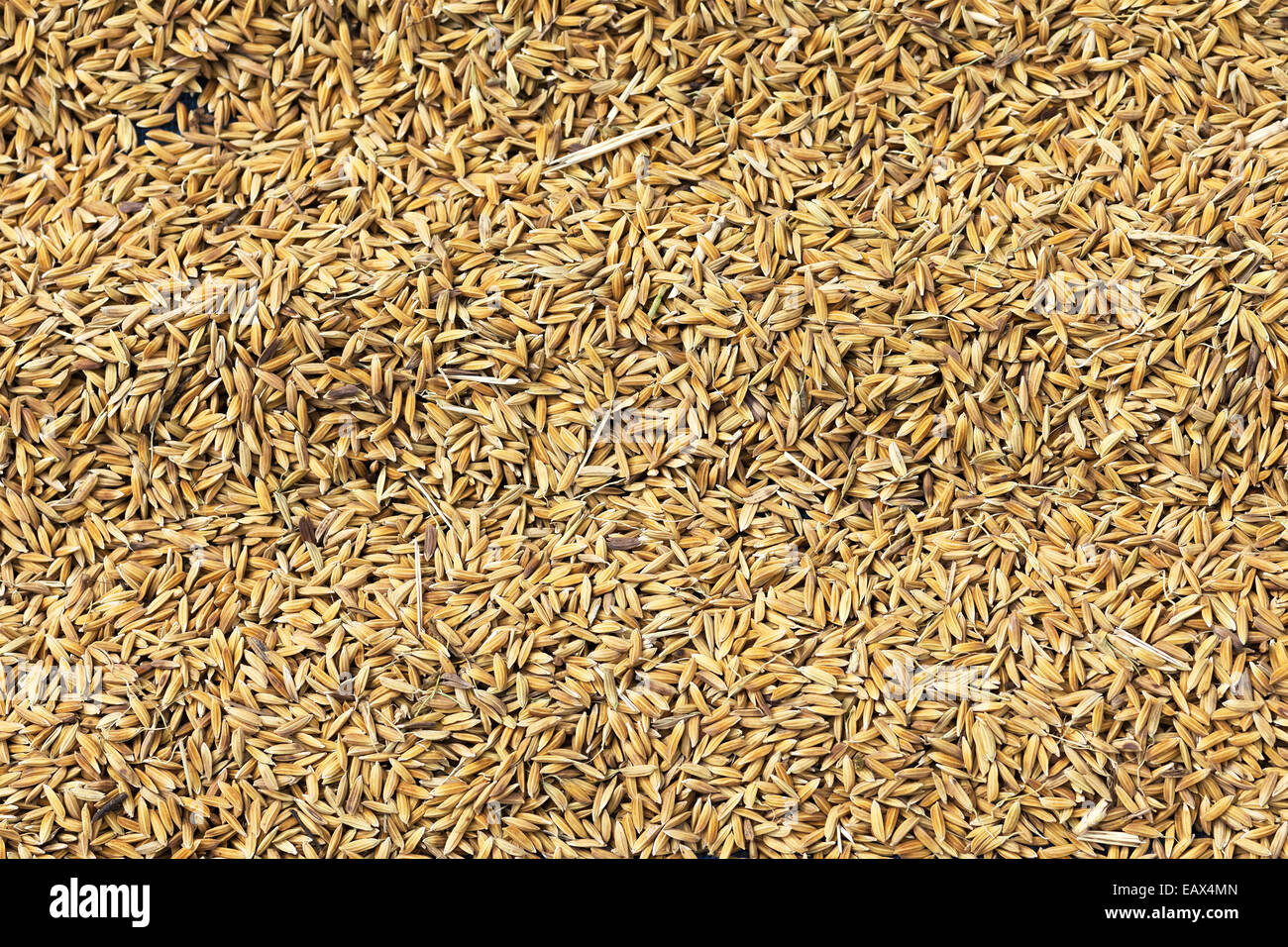 Rice grains background Stock Photo - Alamy