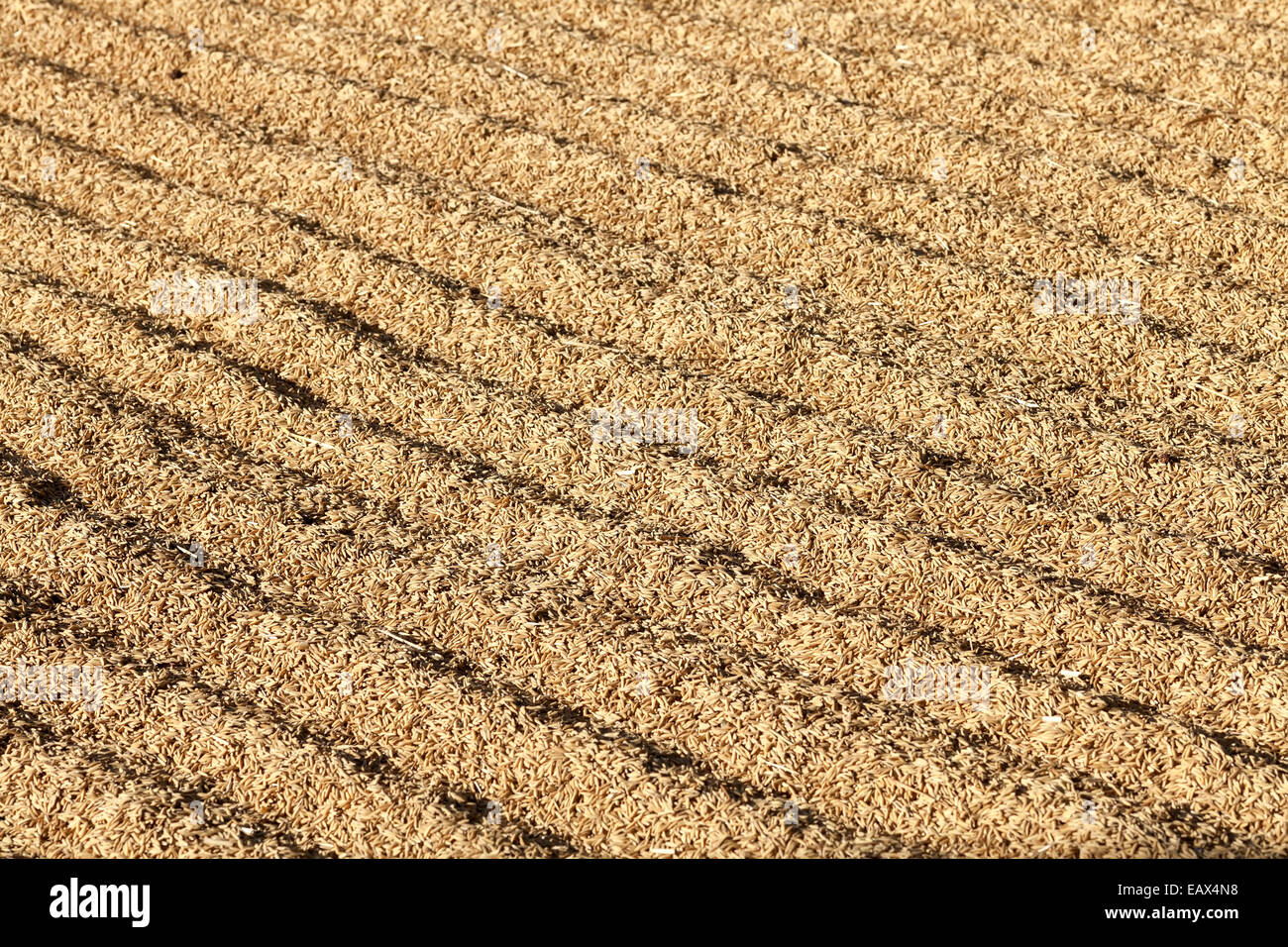 Rice grain with bran Stock Photo - Alamy