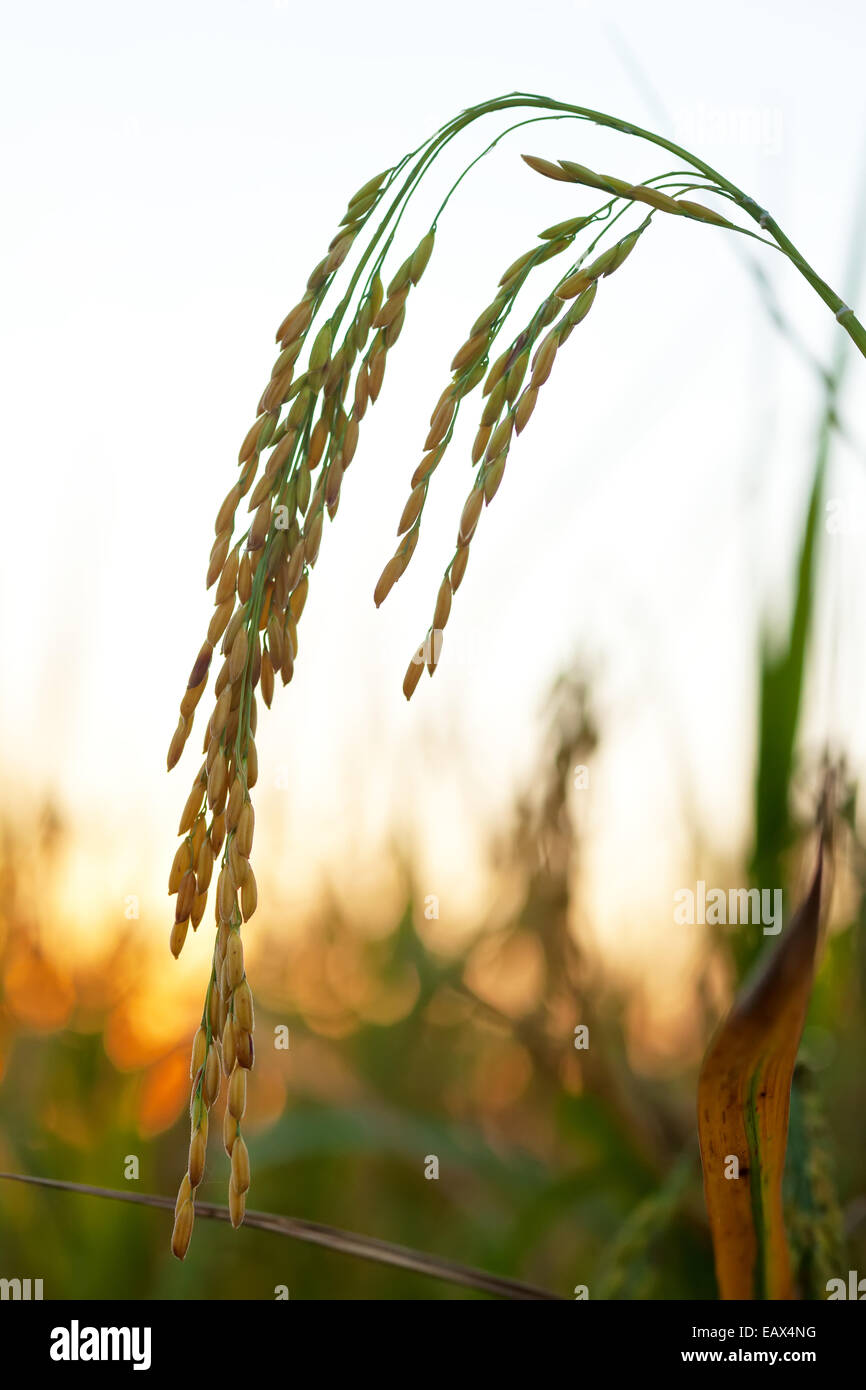 Seed ear hi-res stock photography and images - Alamy