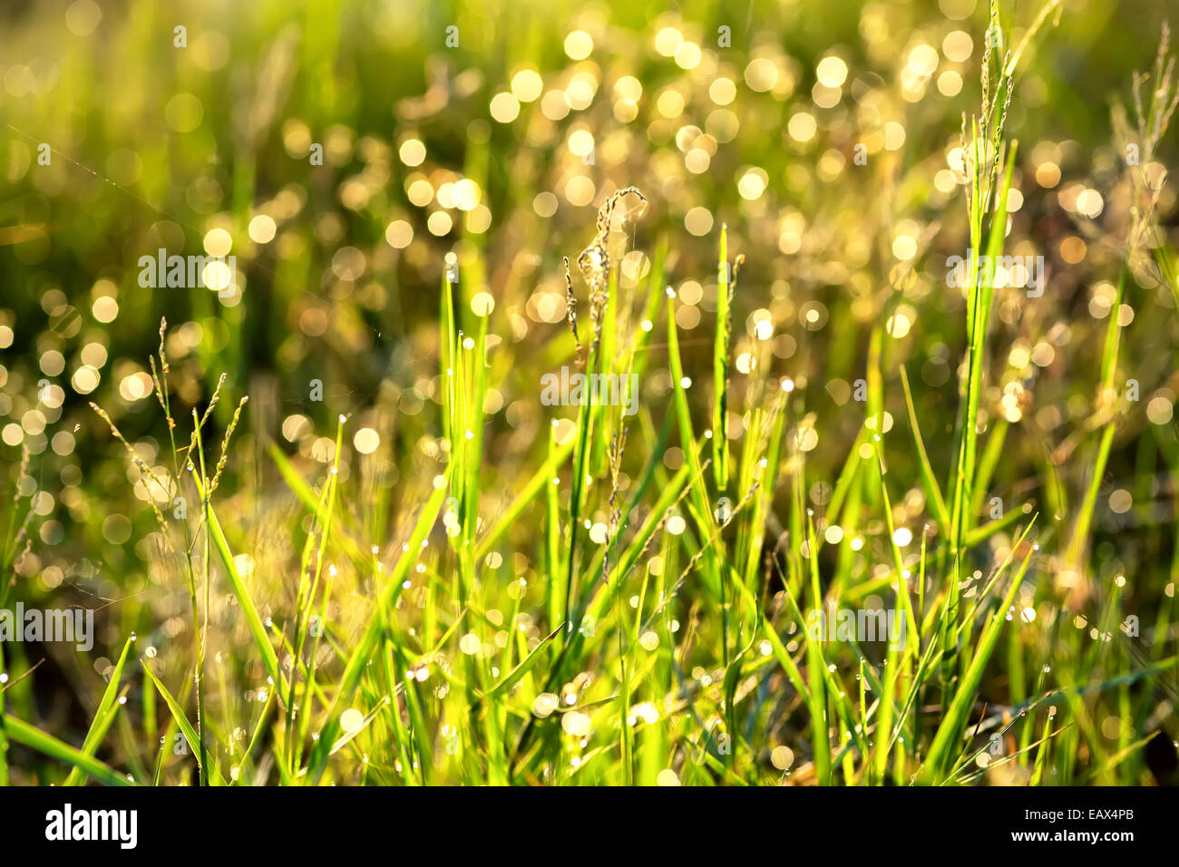 Soft grass field background after rainning in evening Stock Photo - Alamy