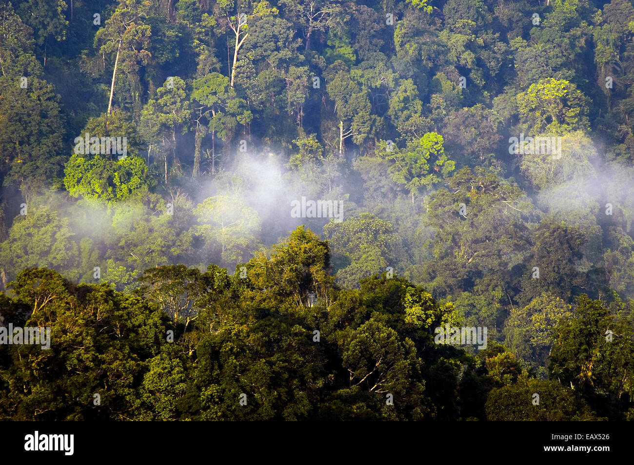 Tropical rainforest canopy as seen from Bodogol research station in ...