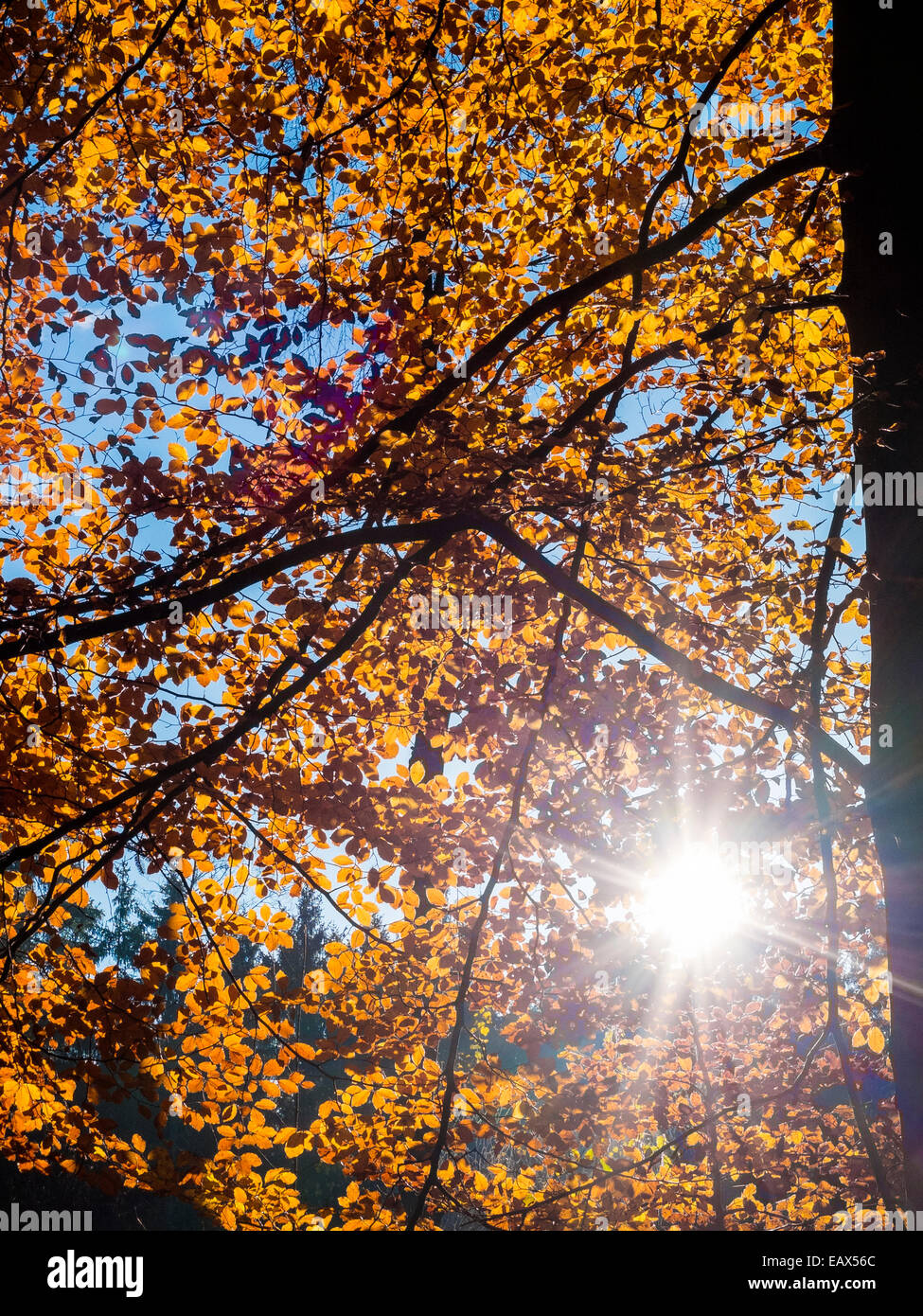 Autumn Trees, Bavaria, Germany Stock Photo - Alamy