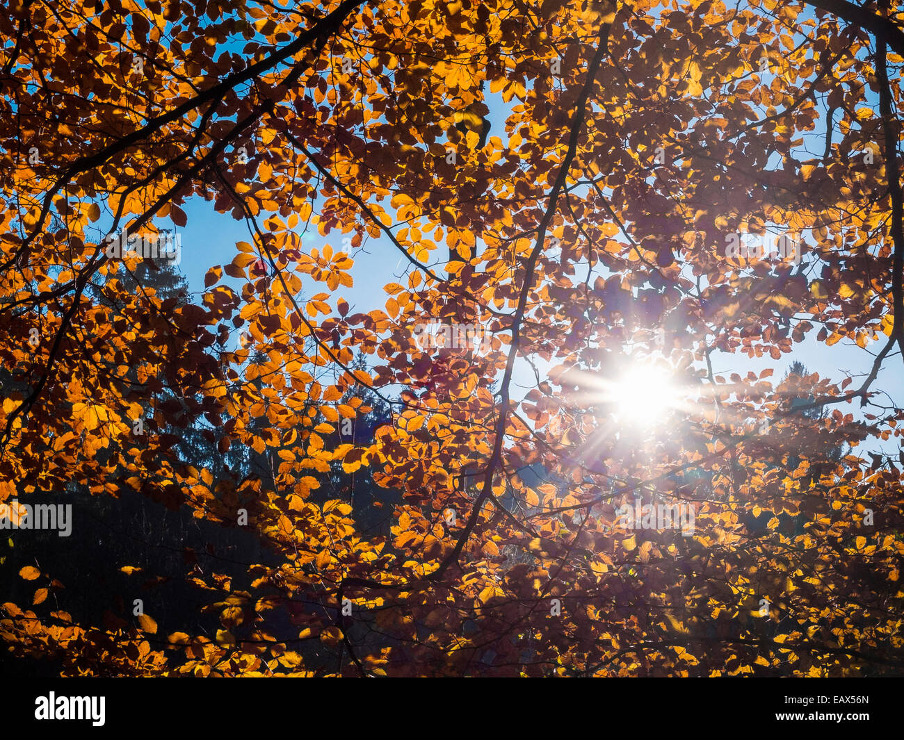 Autumn Trees, Bavaria, Germany Stock Photo - Alamy